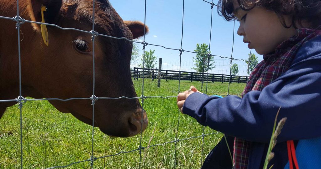 Home - Slopoke Beefalo - Meats and Beefalo Steaks near Dayton Ohio