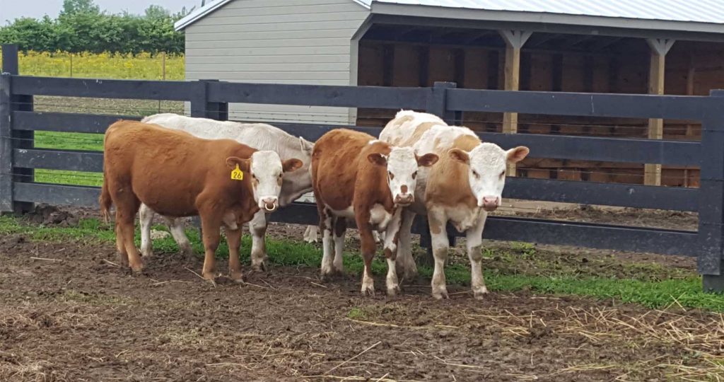 Home - Slopoke Beefalo - Meats and Beefalo Steaks near Dayton Ohio